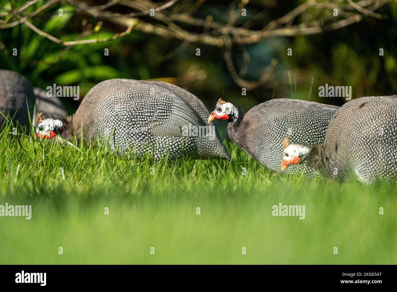 Domestic guinea fowls hi-res stock photography and images - Alamy