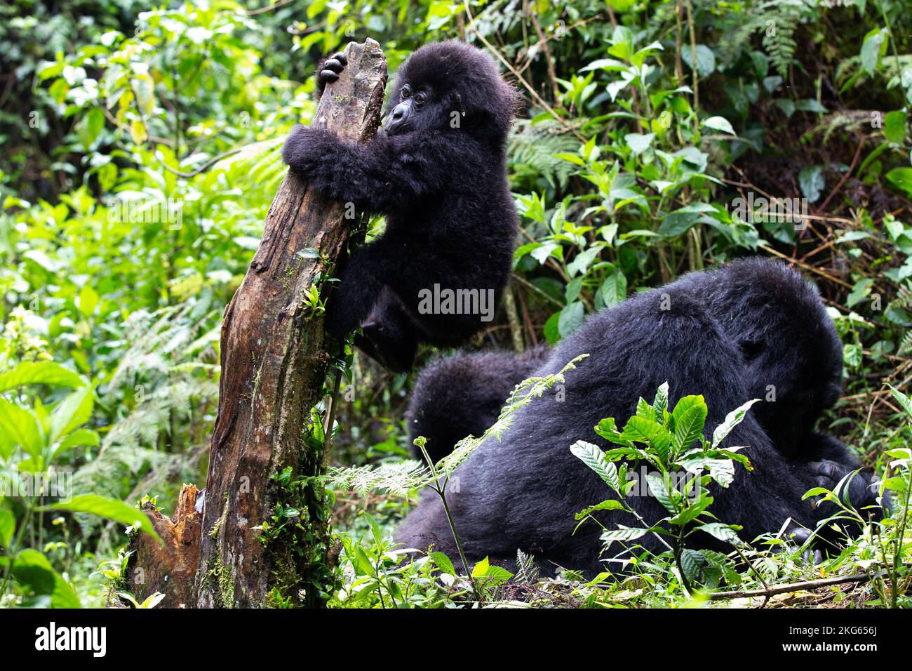 Mountain gorilla baby into camera hi-res stock photography and images ... Mountain gorilla baby into camera hi-res stock photography and images ...