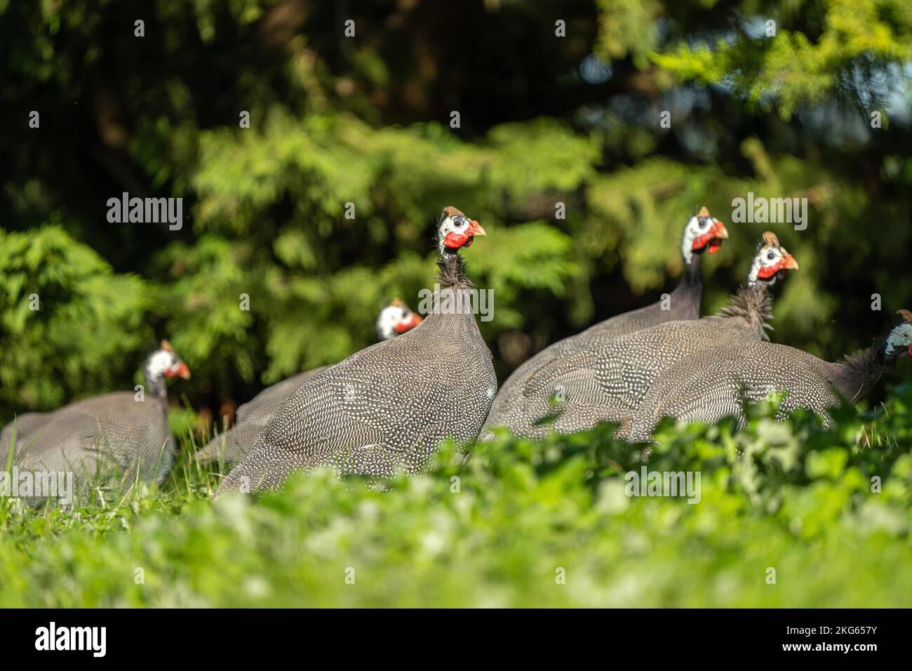 Close up guinea fowls bird hi-res stock photography and images - Alamy