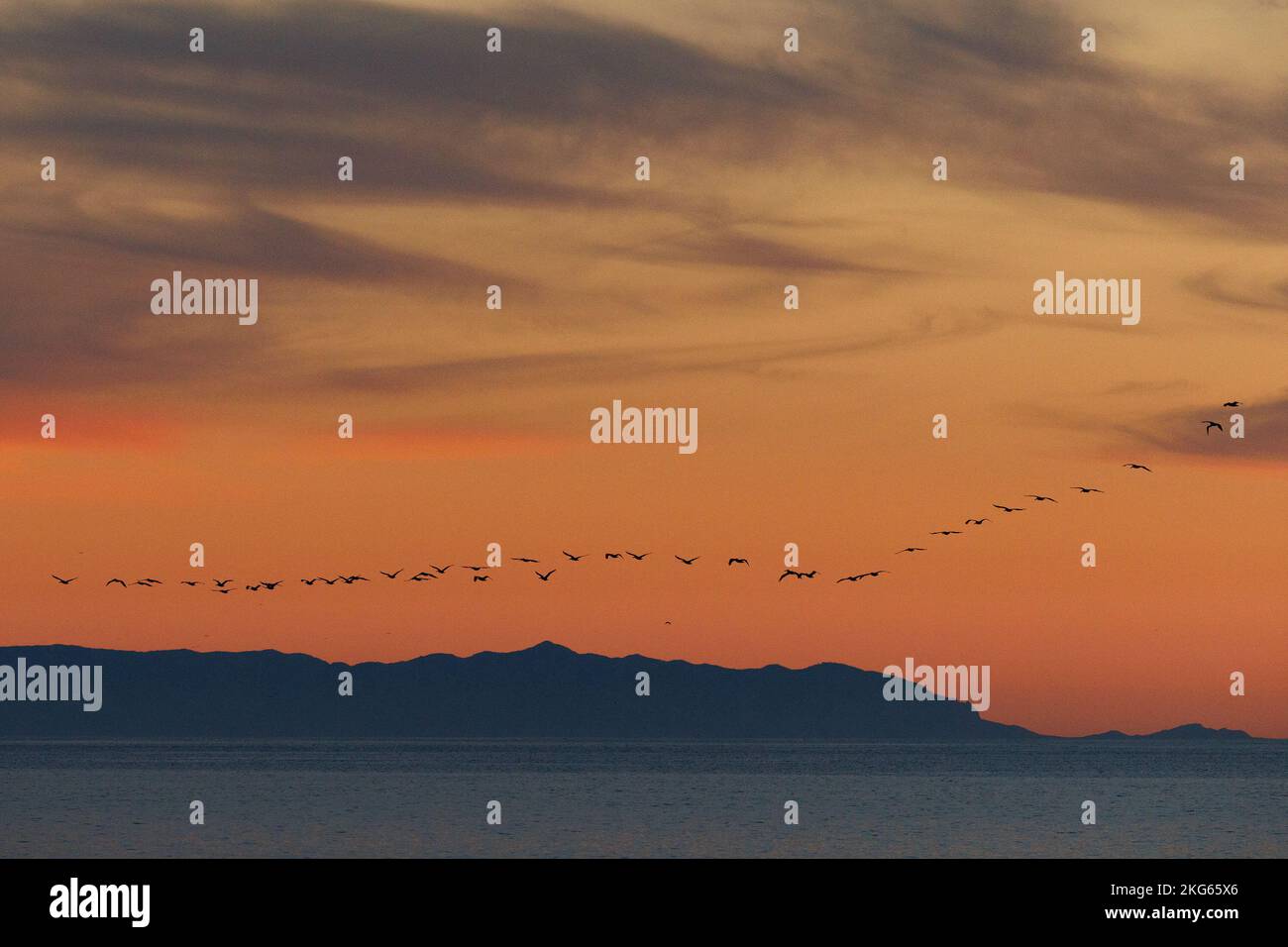 Los Angeles, California, USA. 21st Nov, 2022. Pelicans in flight over ...