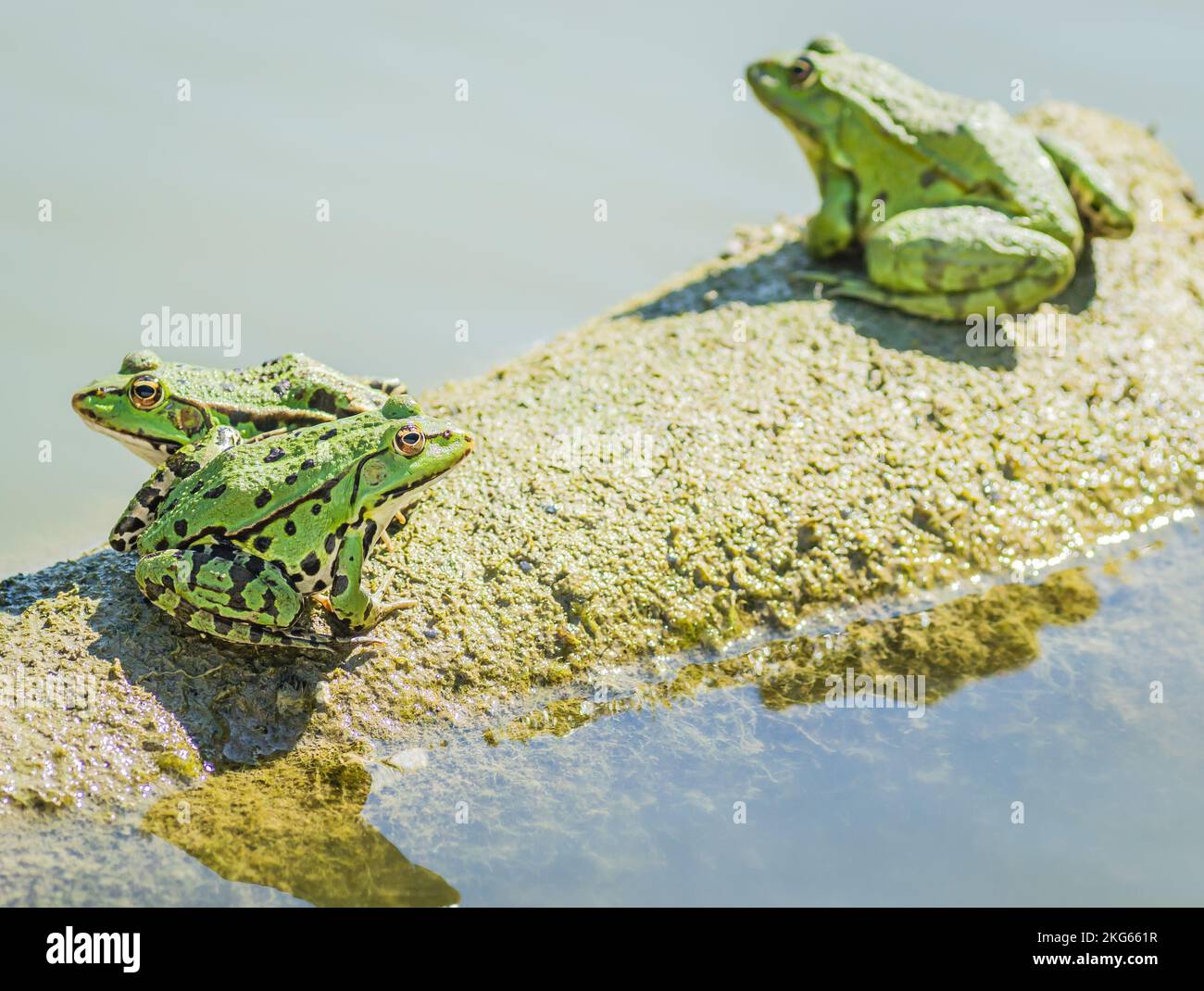A green frogs sunbathe on a stone sticking out of the water of the lake ...