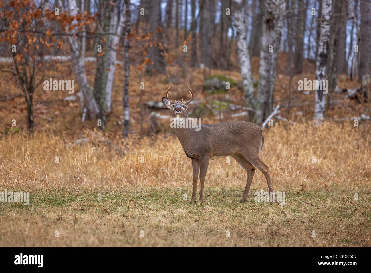 White-tailed buck during the rut in northern Wisconsin Stock Photo - Alamy