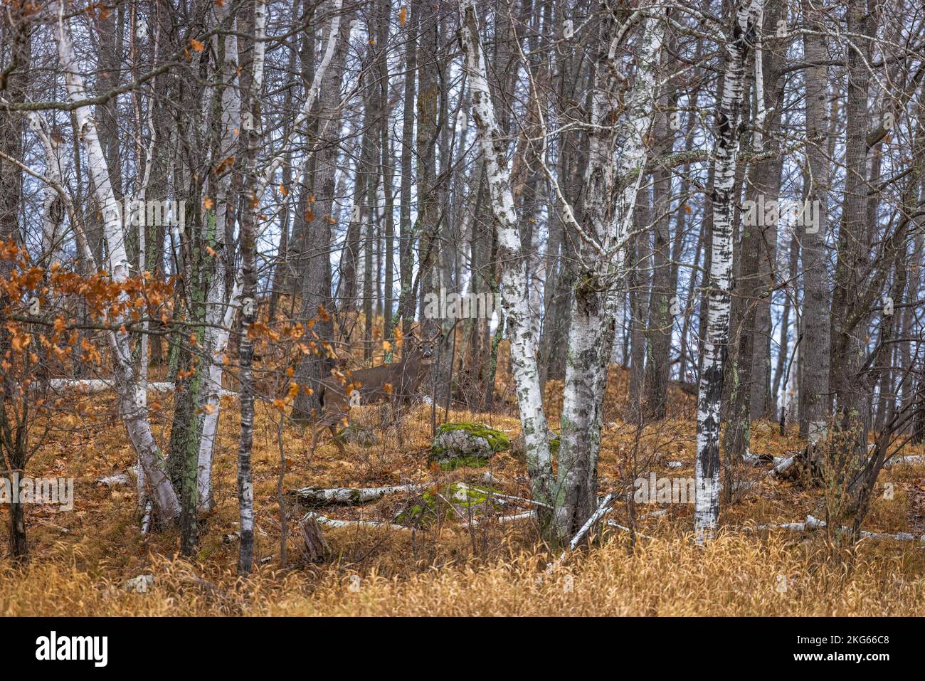 White-tailed buck during rut in northern Wisconsin Stock Photo - Alamy