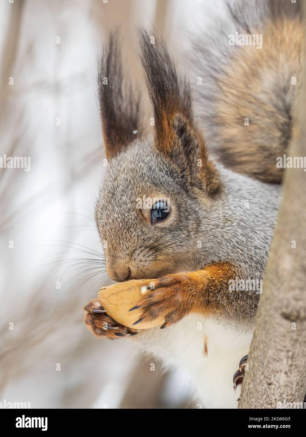 The squirrel with nut sits on tree in the winter or late autumn ...