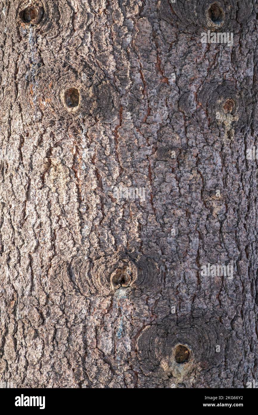 Bark texture and background of a old fir tree trunk. Detailed bark ...