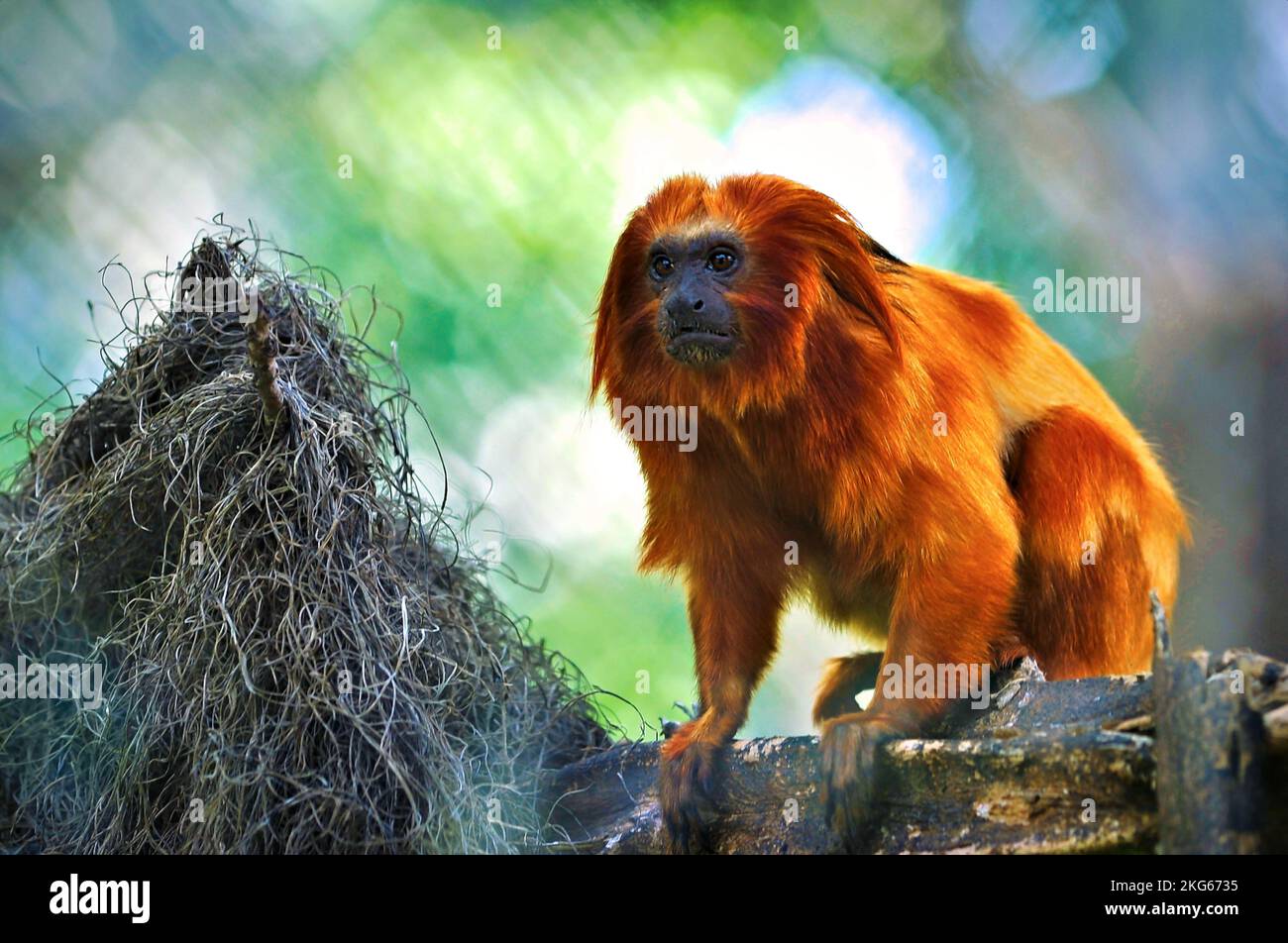 The golden lion tamarin is a primate endemic to Brazil Stock Photo - Alamy