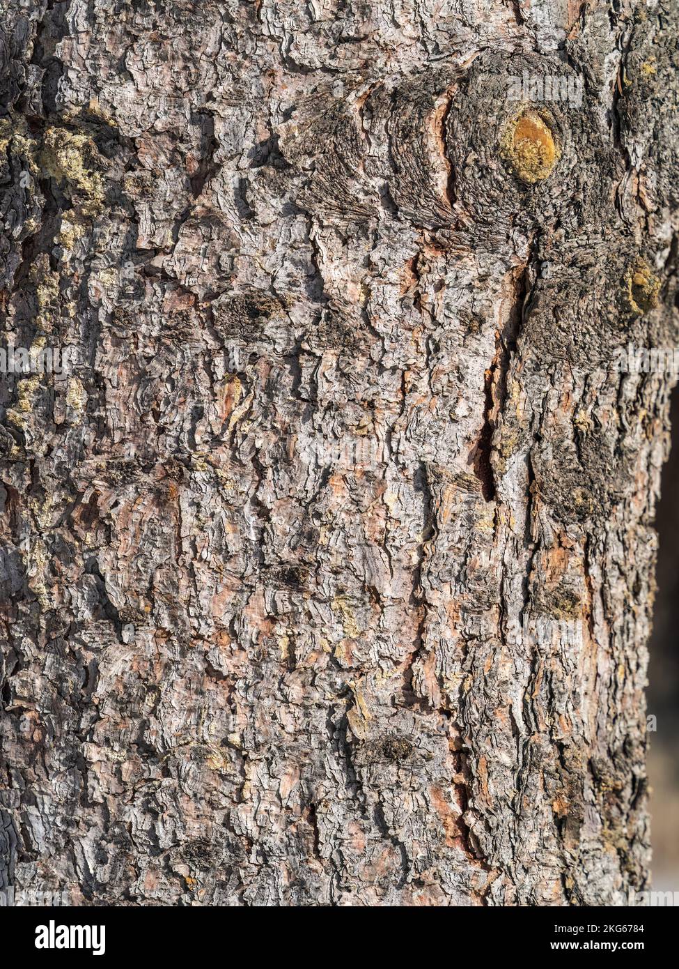 Bark texture and background of a old fir tree trunk. Detailed bark texture Stock Photo - Alamy