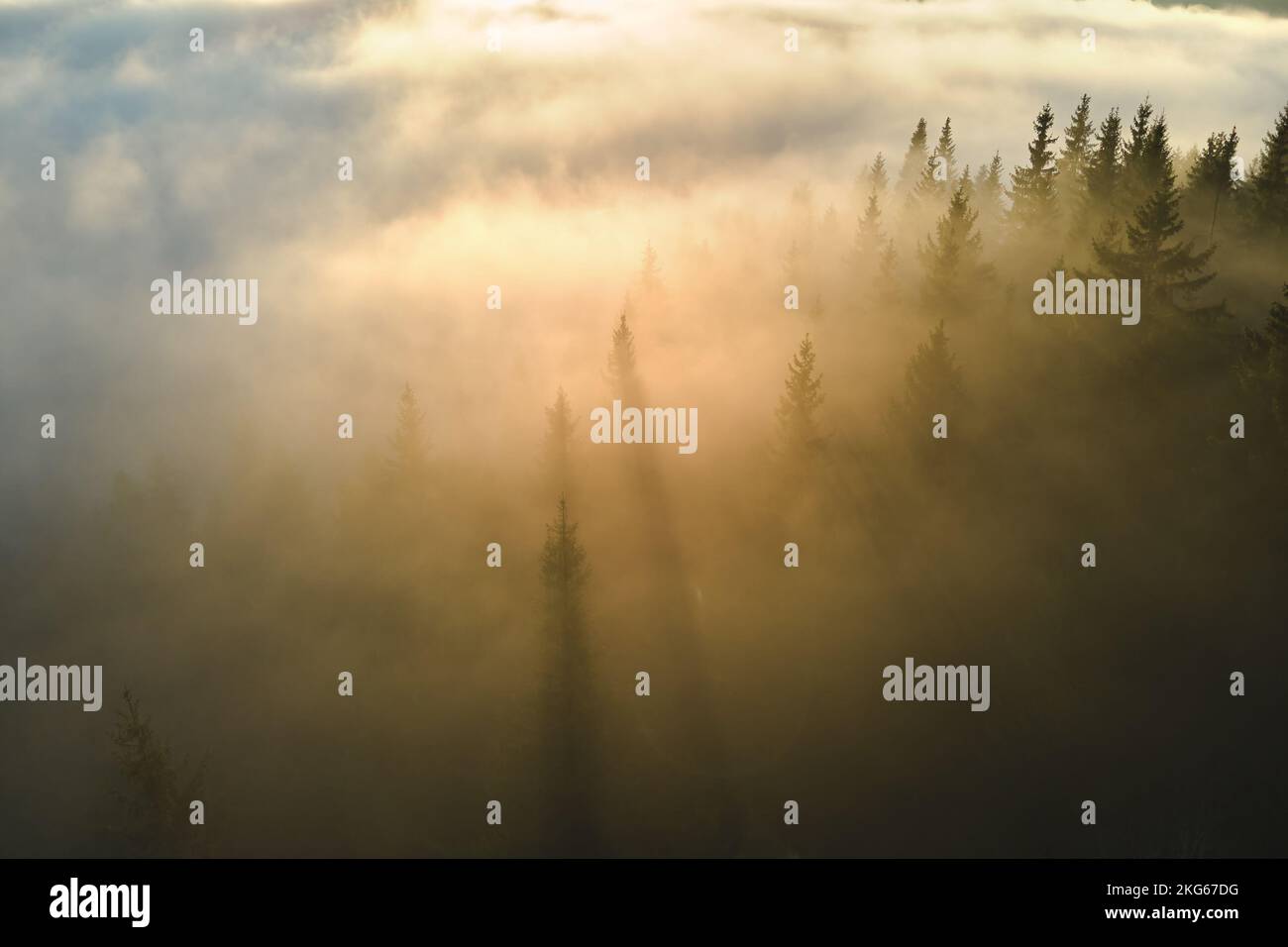 Aerial view of foggy evening over dark pine forest trees at bright ...
