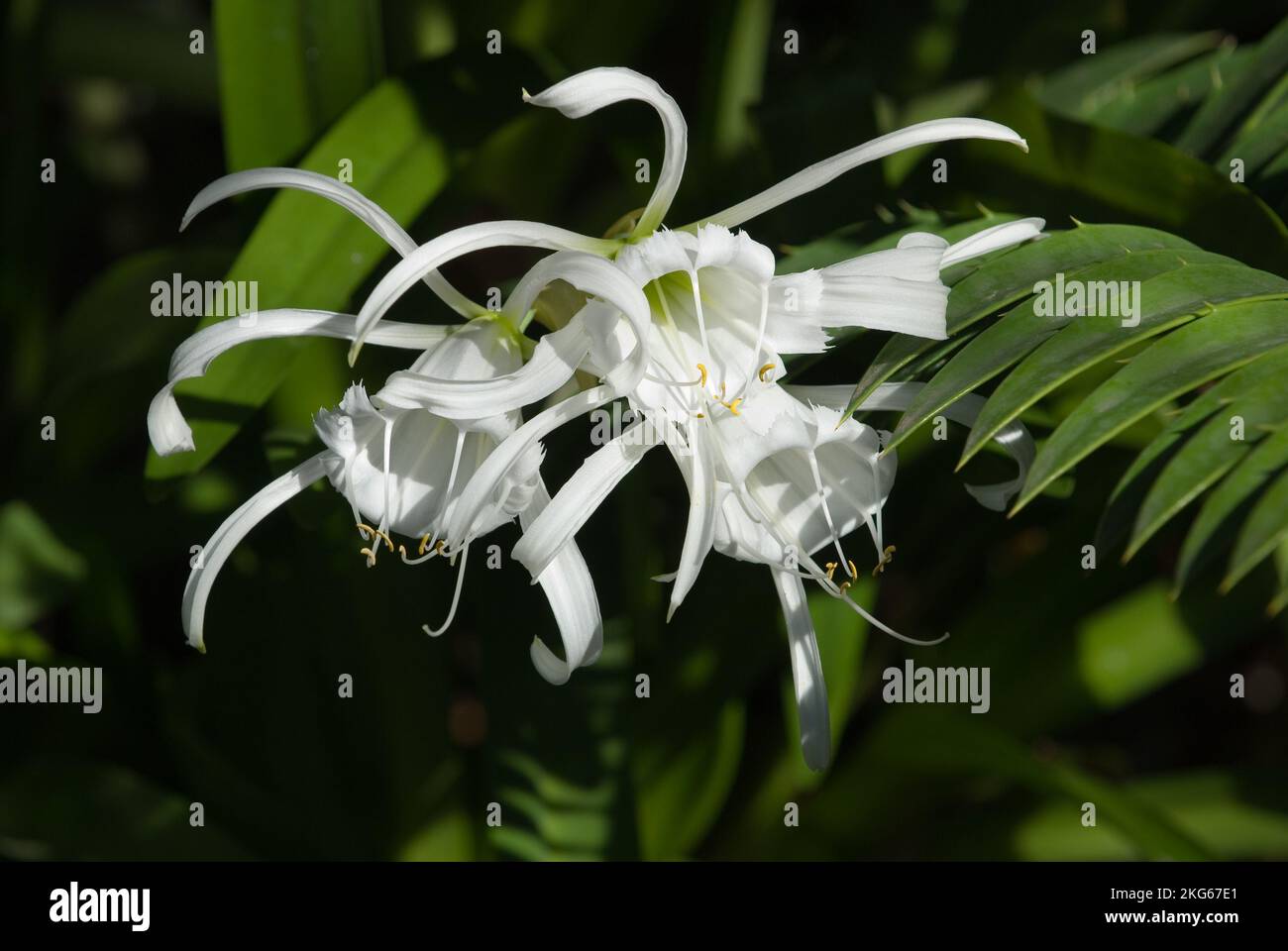 HYMENOCALLIS FESTALIS FLOWERS Stock Photo - Alamy