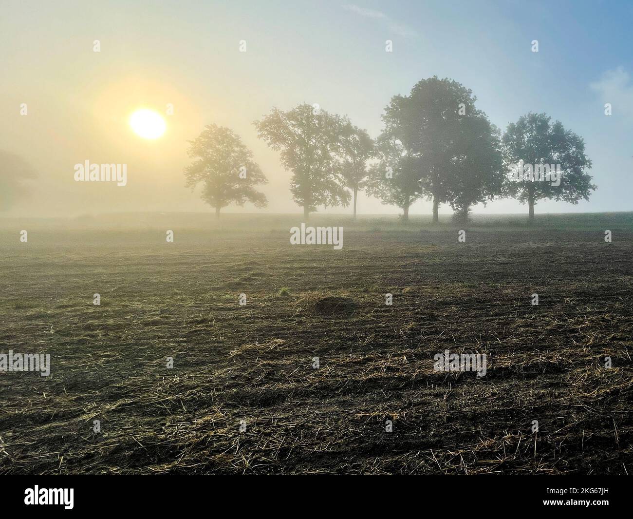A grassy field with trees on a foggy day and sunlight in the blue sky ...