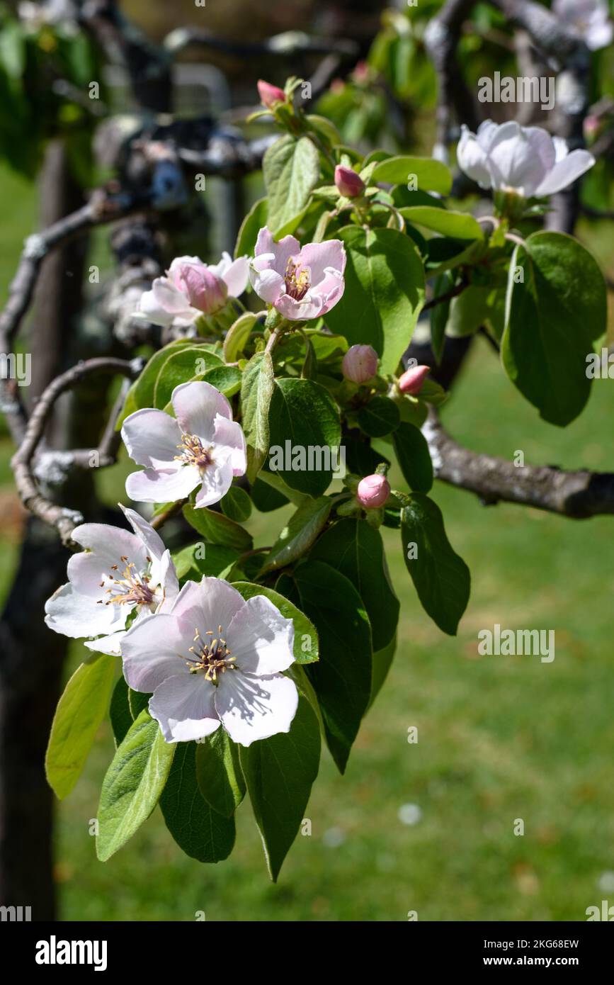 A flowering quince (cydonia oblonga) tree in spring in Australia Stock ...
