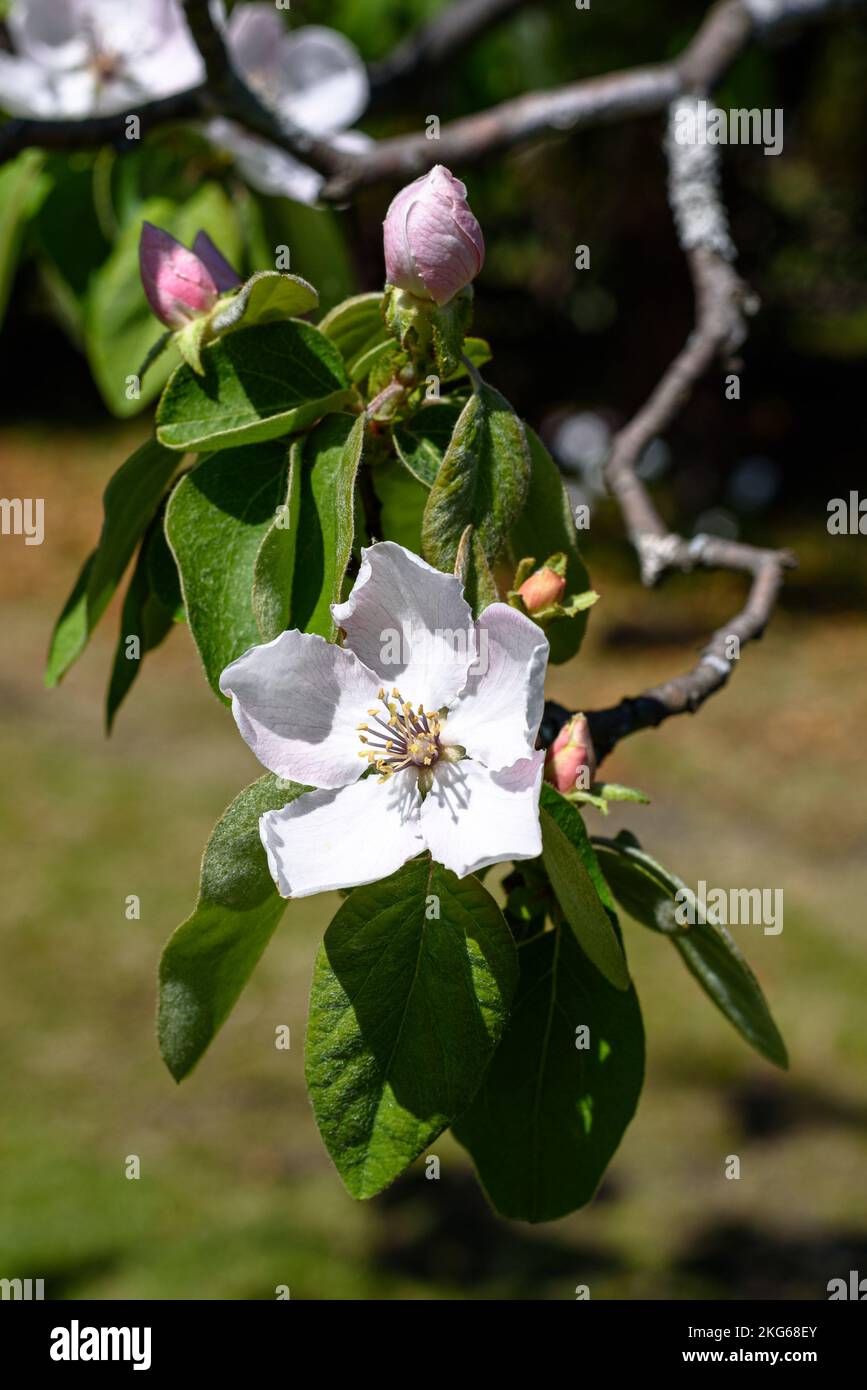 A flowering quince (cydonia oblonga) tree in spring in Australia Stock ...