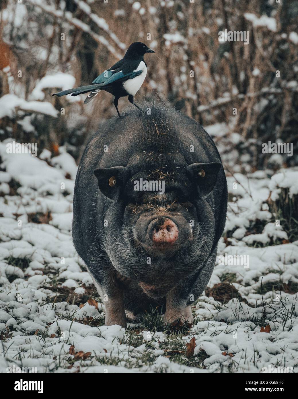 magpie standing on a huge black pigin a snowy soil Stock Photo - Alamy