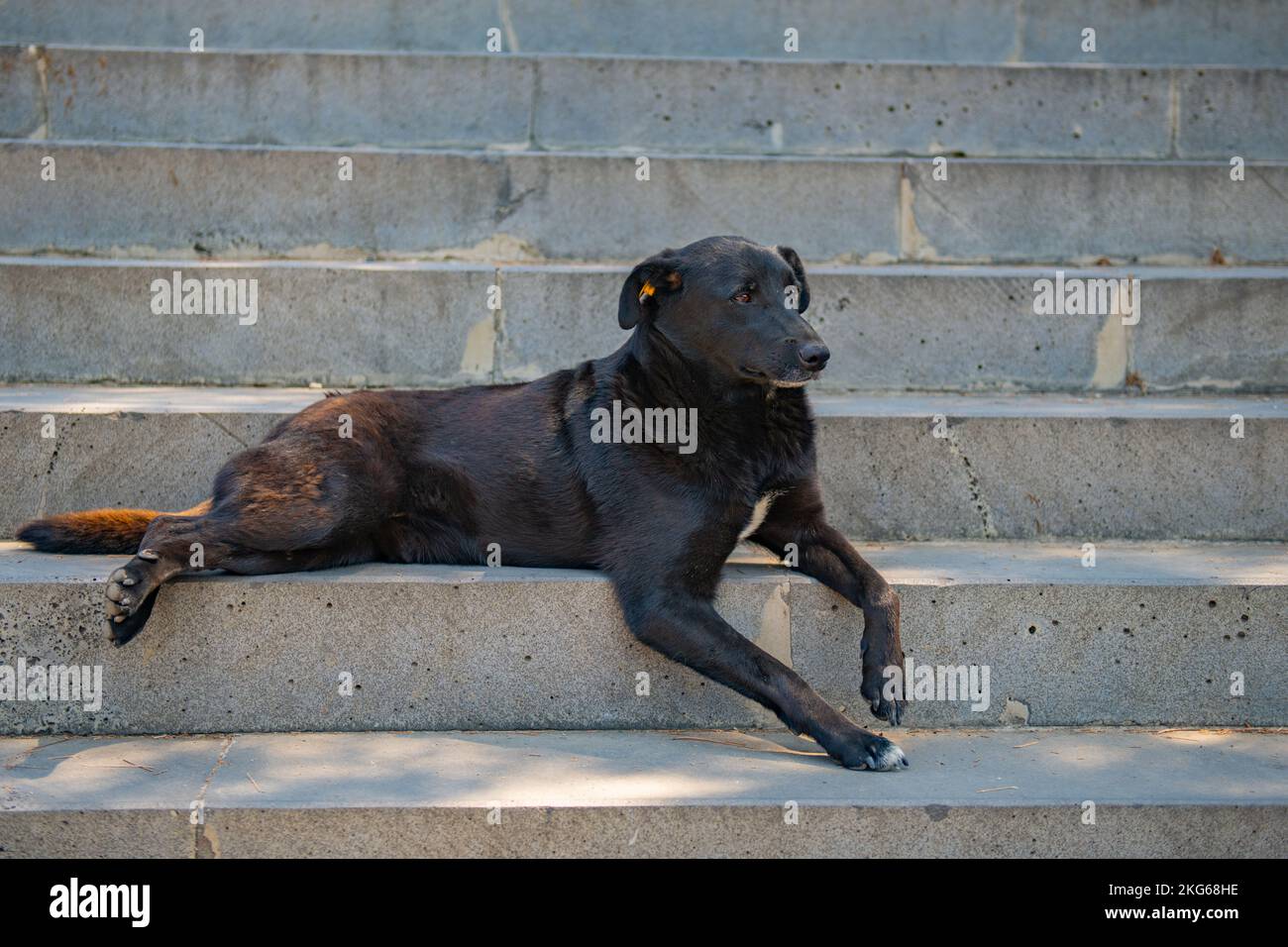 a huge black dog is lying on the steps Stock Photo - Alamy