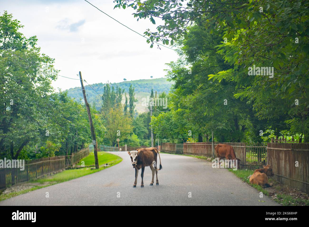 one calf stands on the road in georgia Stock Photo - Alamy