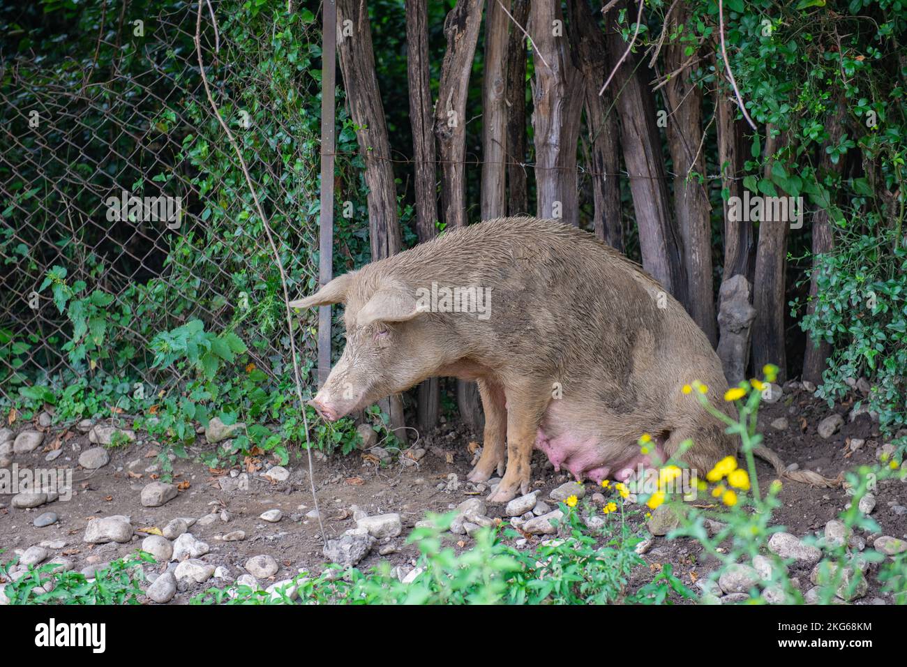one dirty pig is sitting under a tree Stock Photo - Alamy