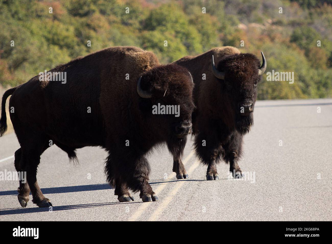 Two Bison in the Middle of the Road Stock Photo - Alamy