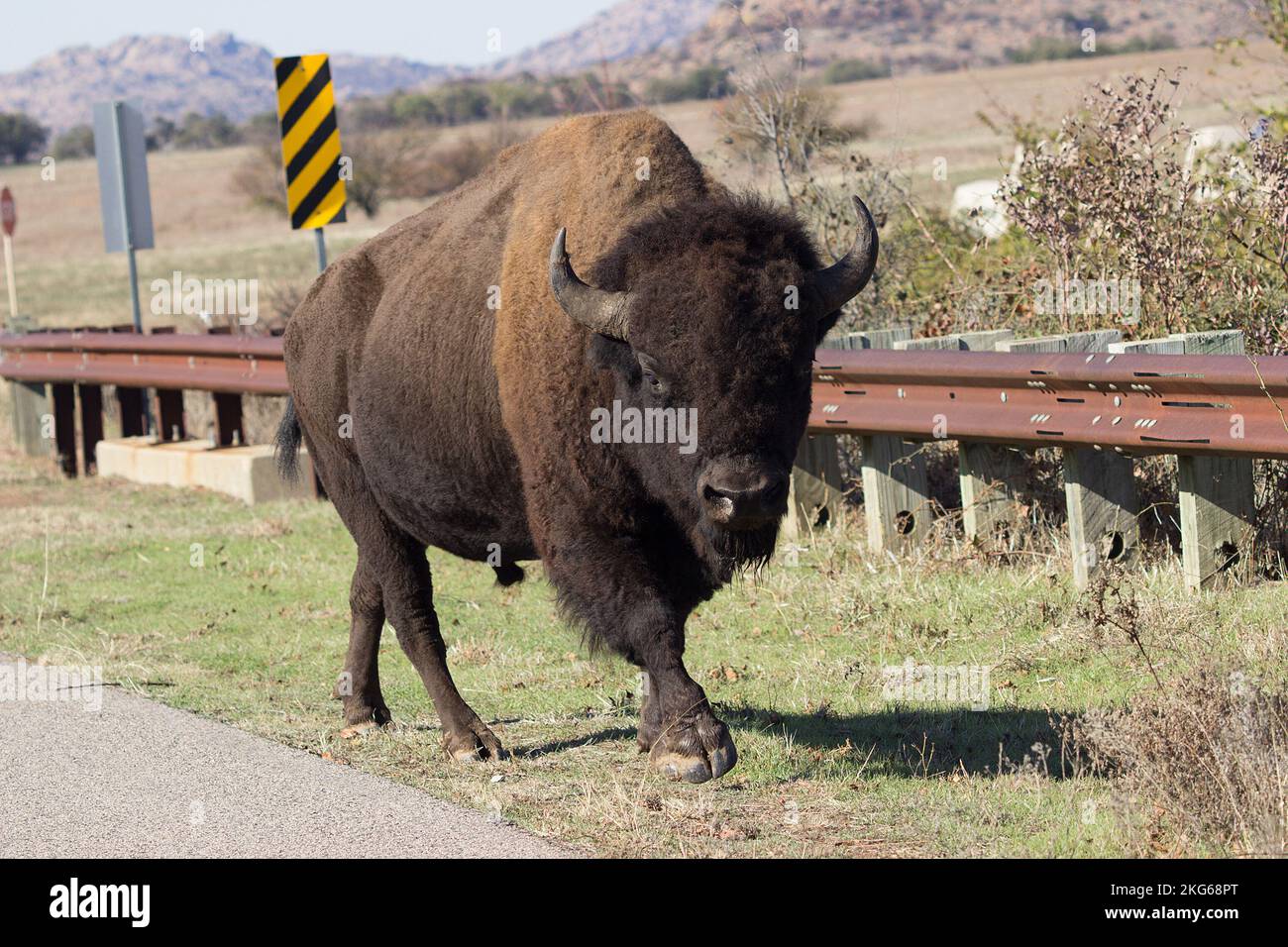 Bison Walking on the Side of the Road Stock Photo - Alamy