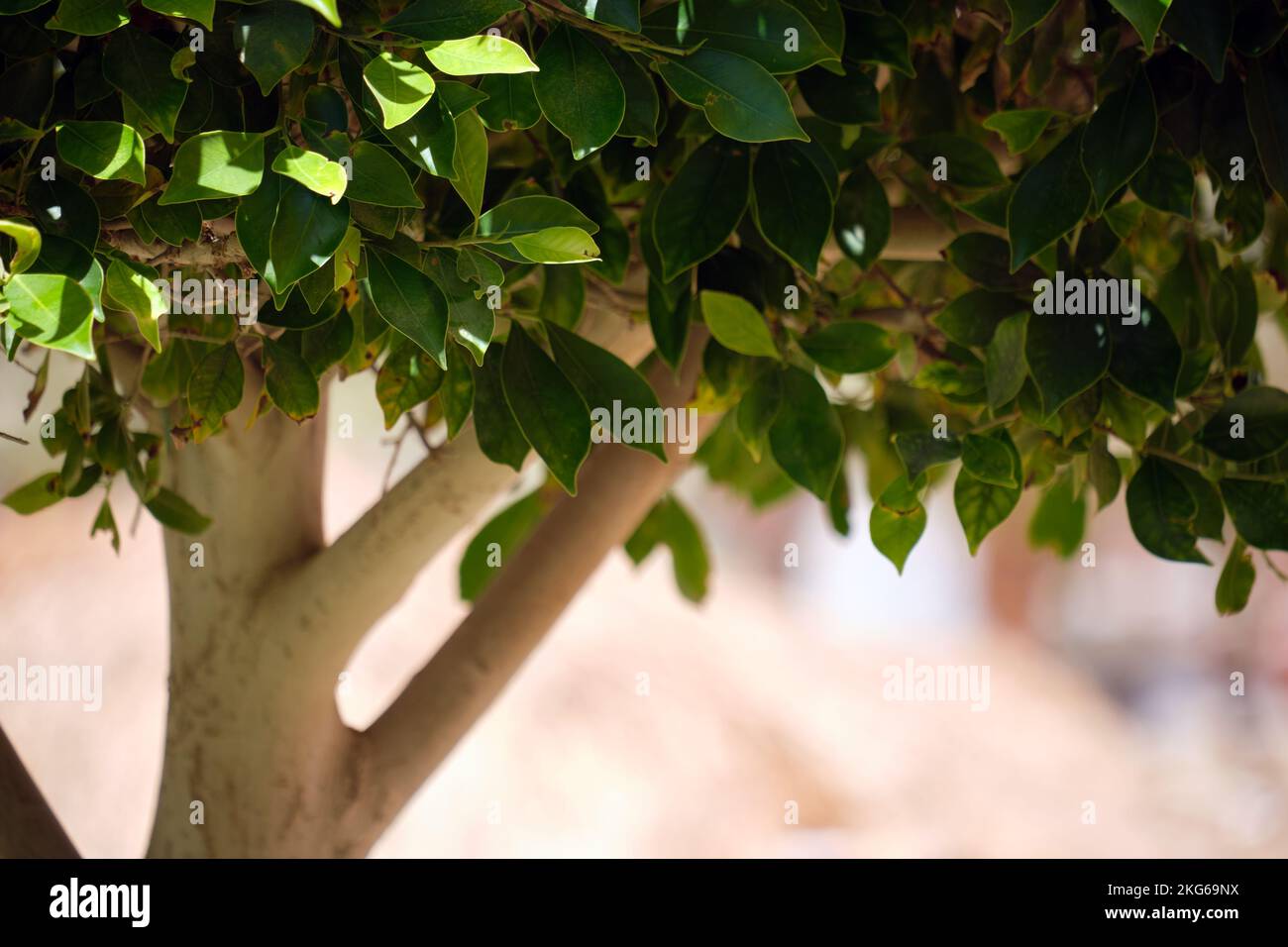 Closeup of fresh green tree with wooden trunk and vibrant green leaves ...