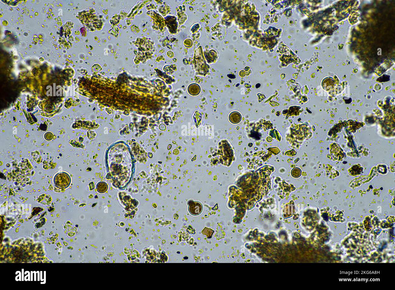 microscopic worm in the soil in australia in compost Stock Photo - Alamy