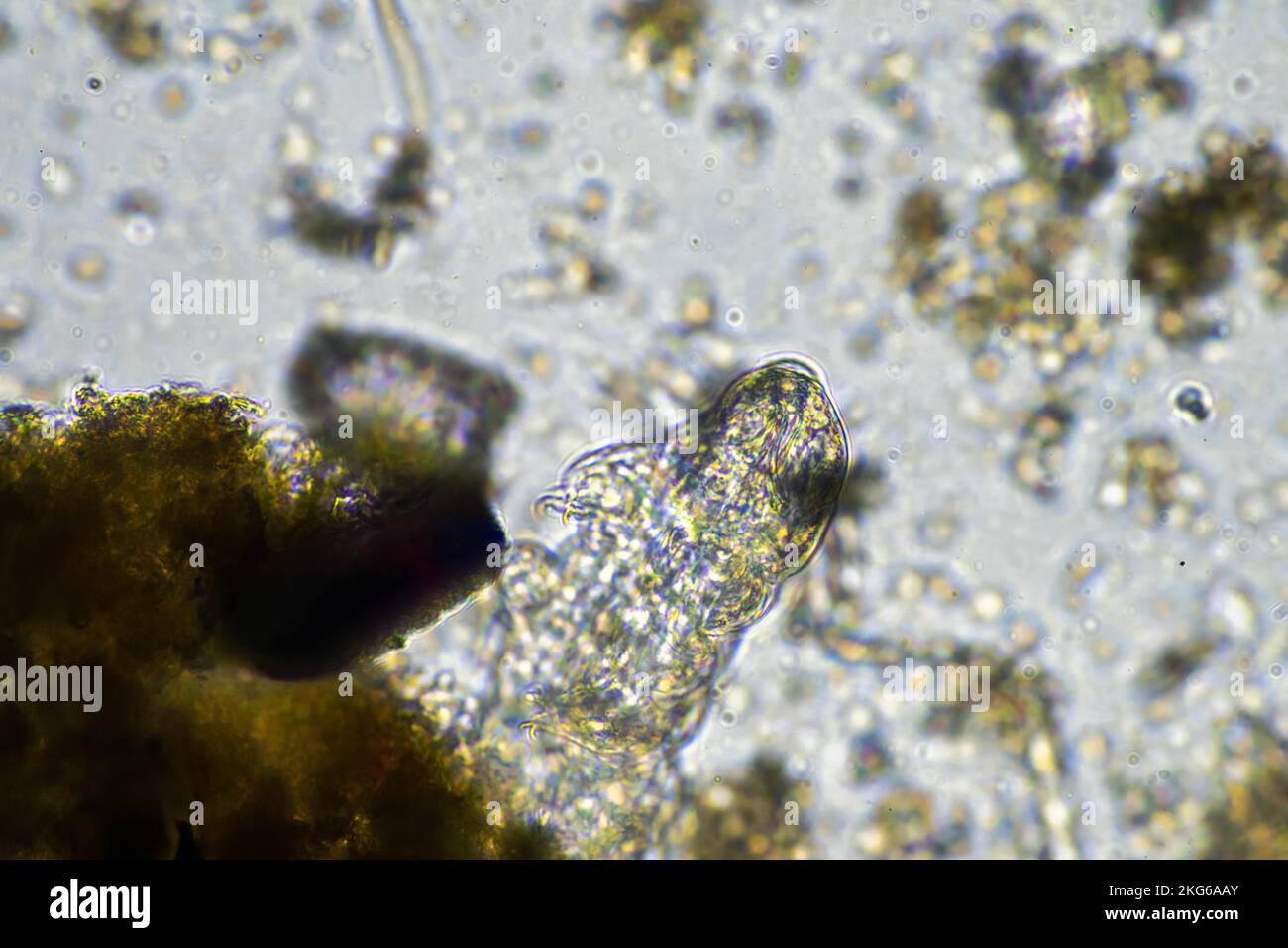 soil worms and bug in a compost pile Stock Photo - Alamy