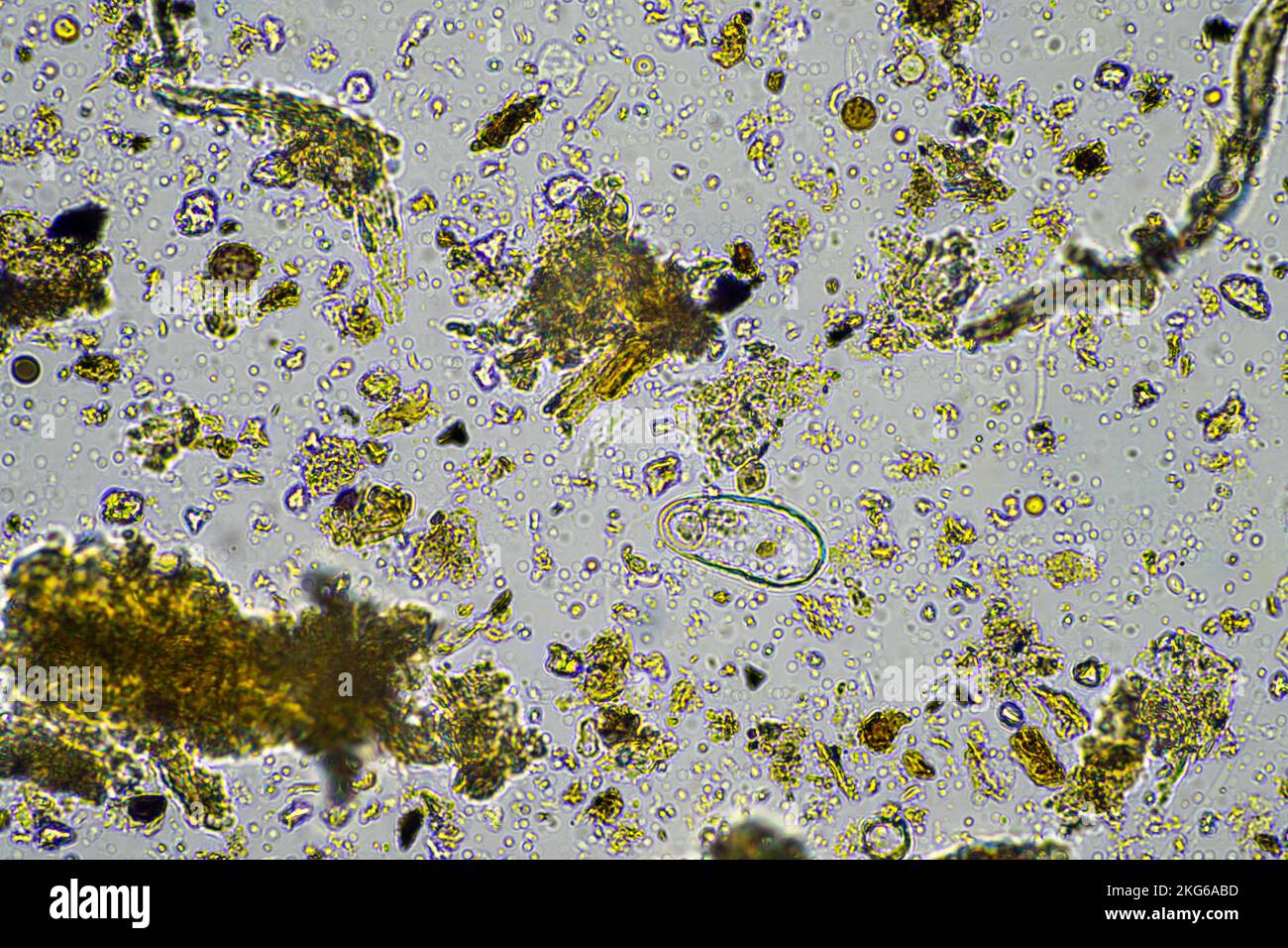 soil worms and bug in a compost pile Stock Photo - Alamy