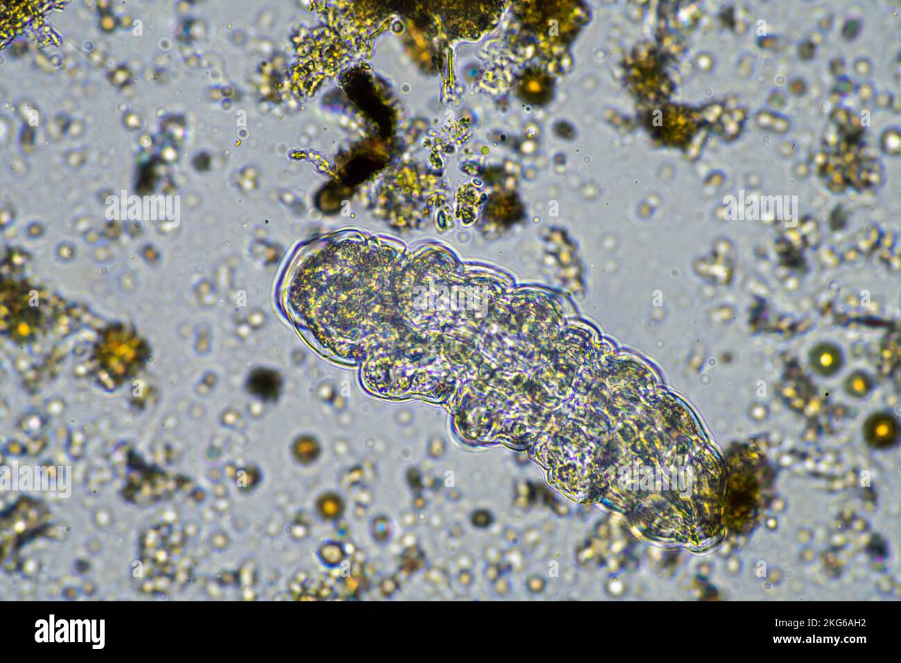 soil microbes in a compost on a farm in india in a lab Stock Photo - Alamy