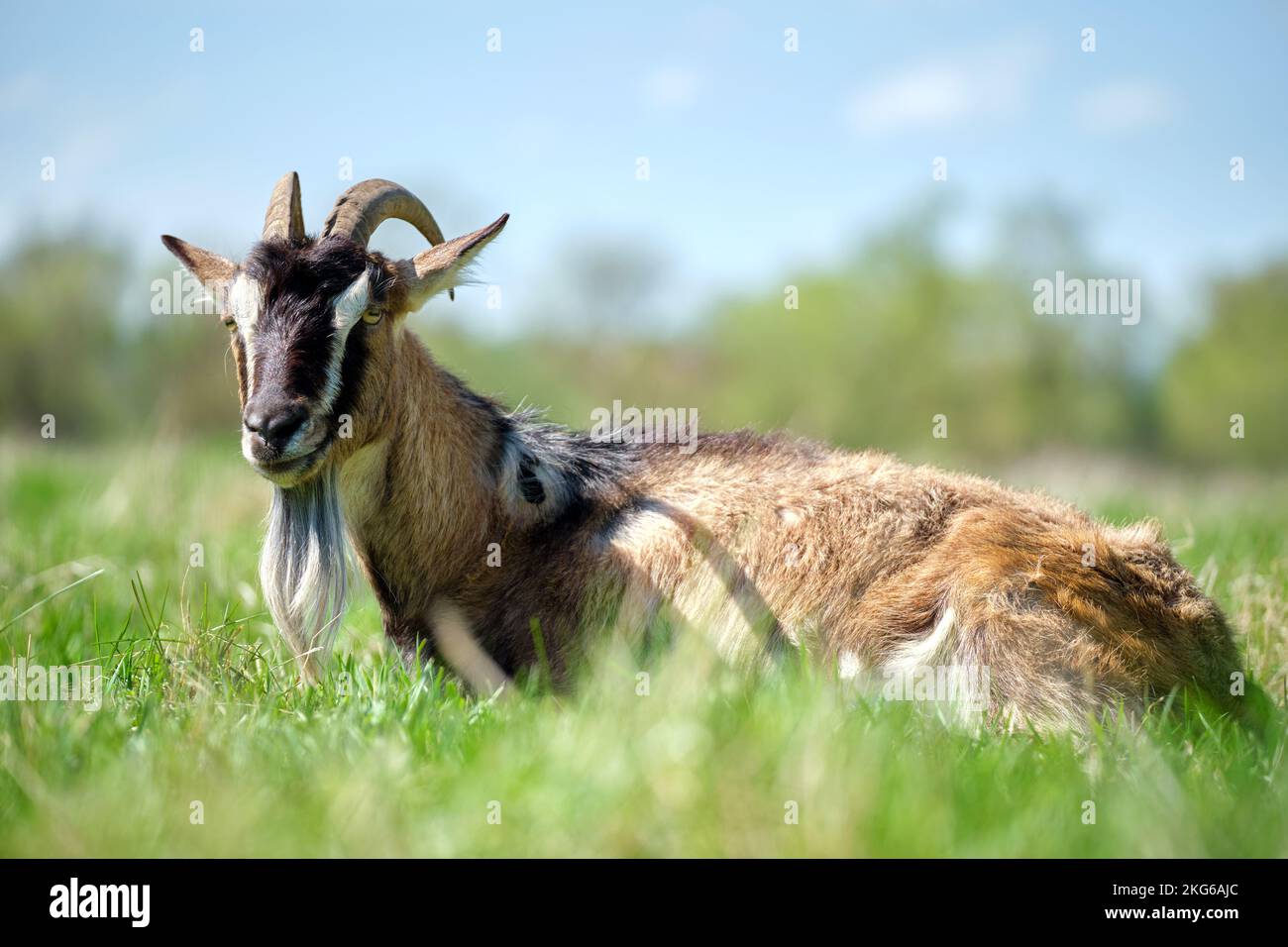Domestic milk goat with long beard and horns resting on green pasture ...