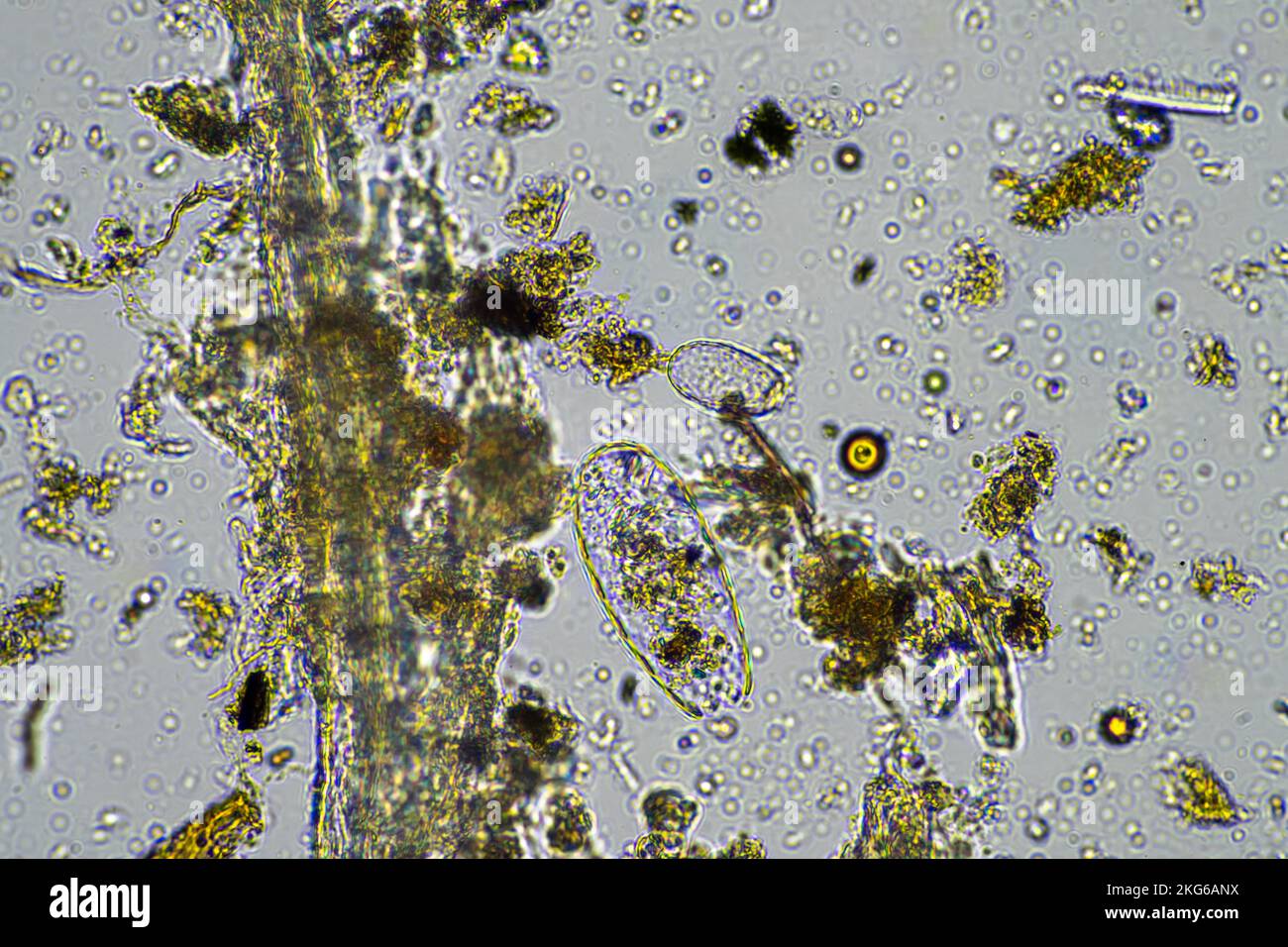 soil microbes in a compost on a farm in india in a lab Stock Photo - Alamy