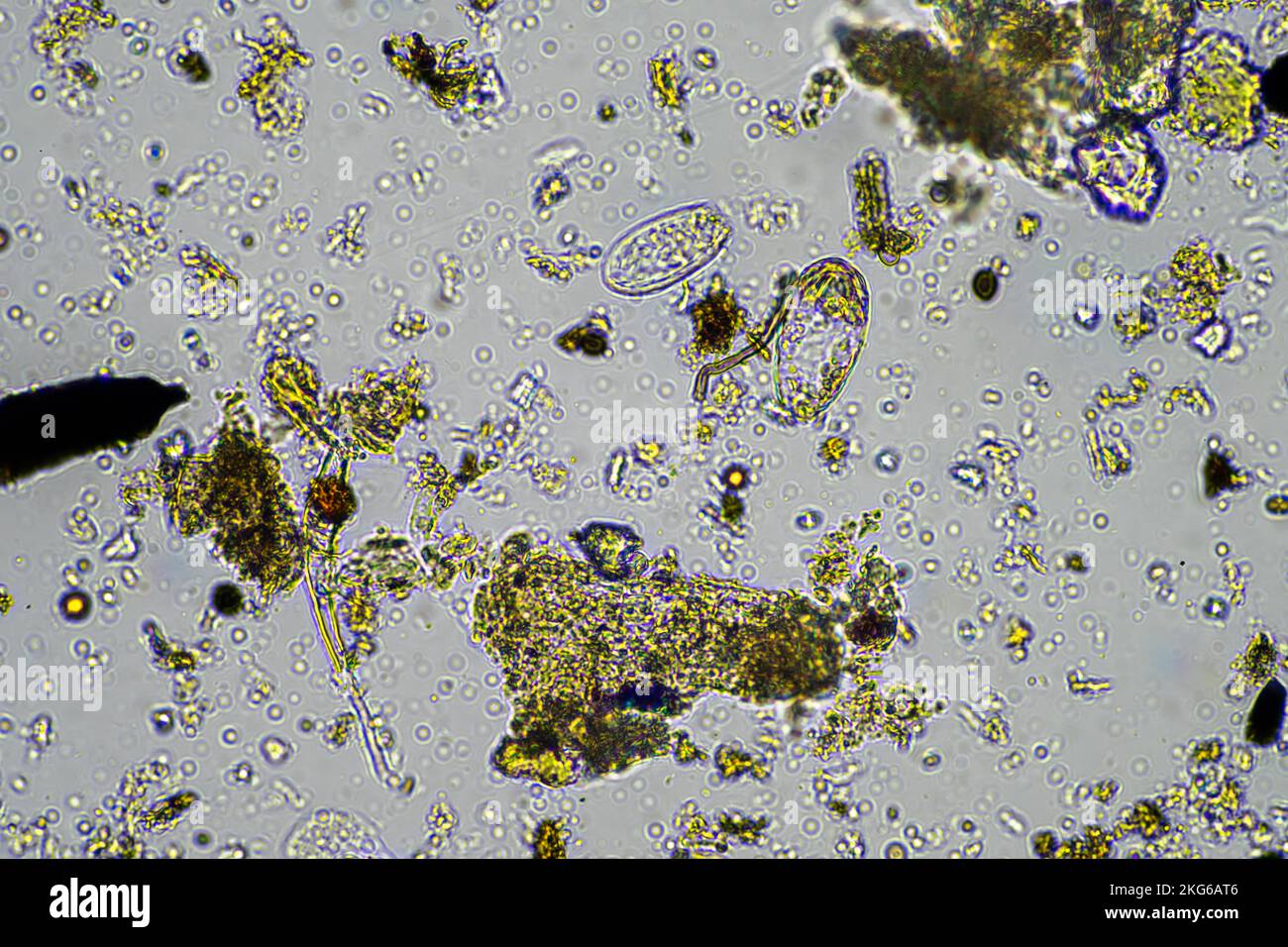 insect parasite in the soil in australia on a farm Stock Photo - Alamy