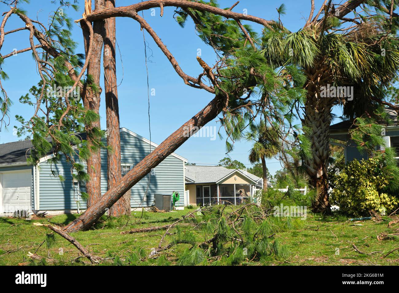 Fallen down big tree after hurricane Ian in Florida. Consequences of ...