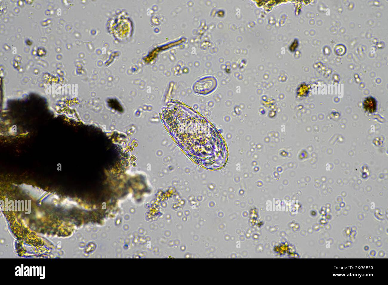 soil worms and bug in a compost pile Stock Photo - Alamy