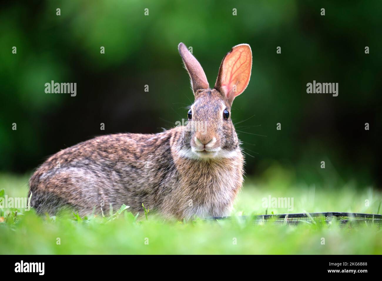 Grey small hare eating grass on summer field. Wild rabbit in nature ...