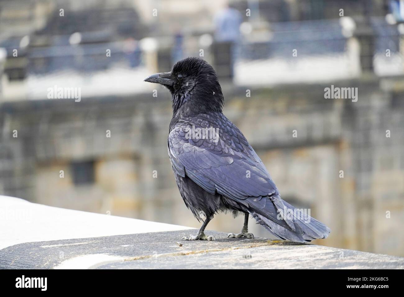 A carrion crow standing on a building roof with blur backgorund Stock ...