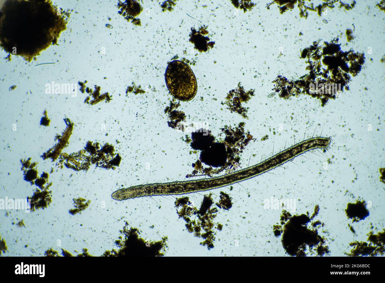 insect parasite in the soil in australia on a farm Stock Photo - Alamy