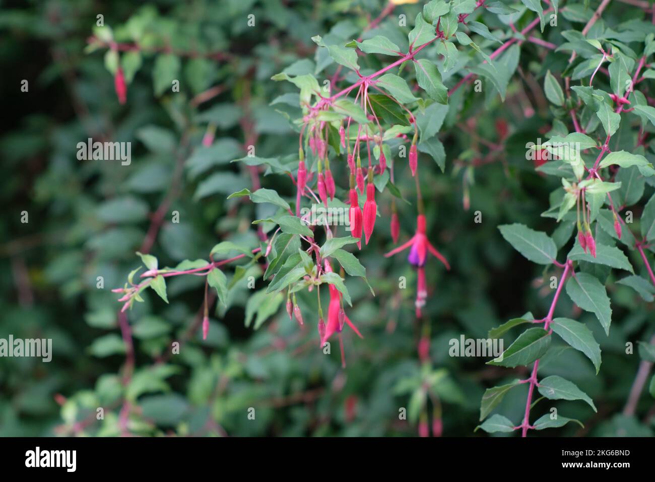 A selective focus of Magellanic Fuchsia (Fuchsia magellanica) pink ...