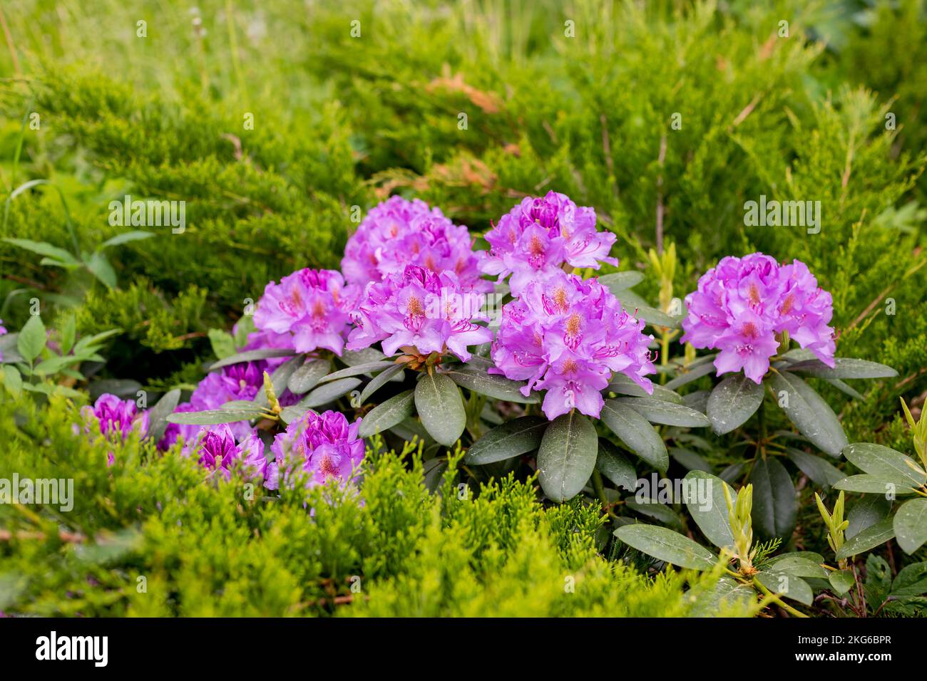 Rhododendron ,beautiful blooming azalea - flowering decorative shrubs ...