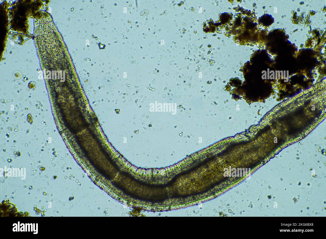insect parasite in the soil in australia on a farm Stock Photo - Alamy