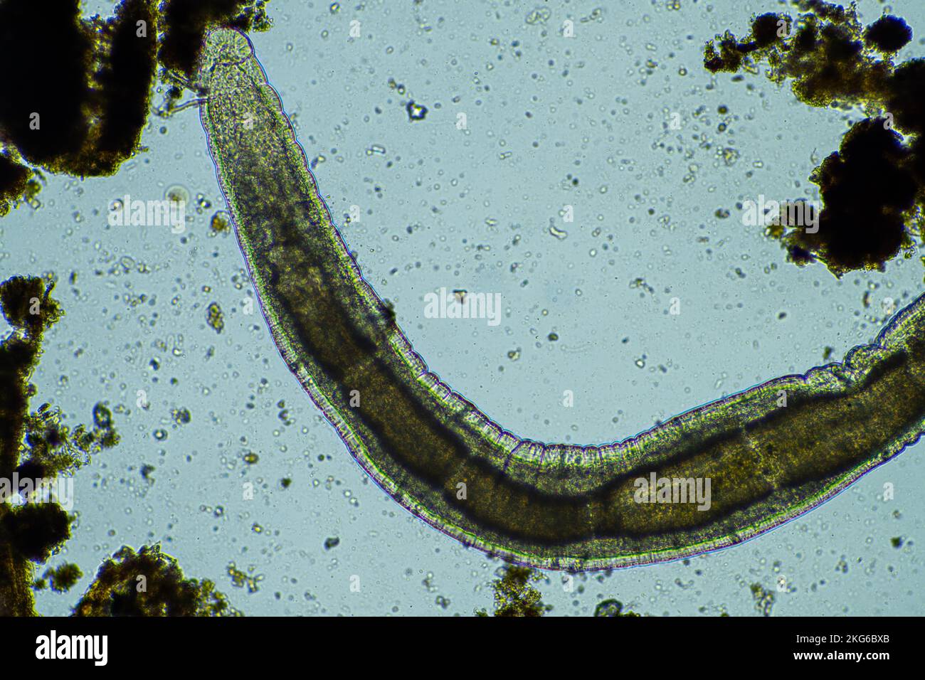 microscopic worm in the soil in australia in compost Stock Photo - Alamy