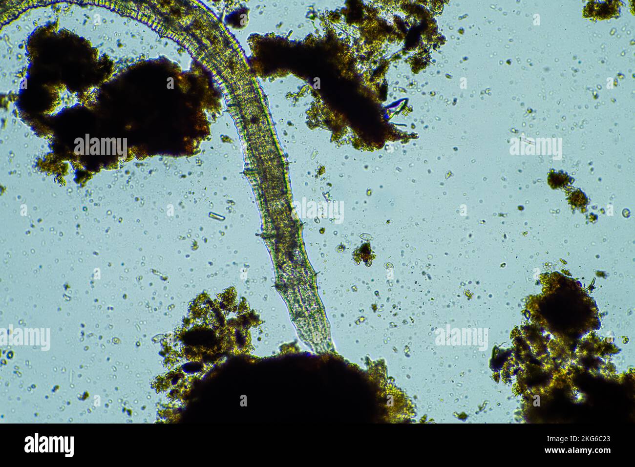 microscopic worm in the soil in australia in compost Stock Photo - Alamy