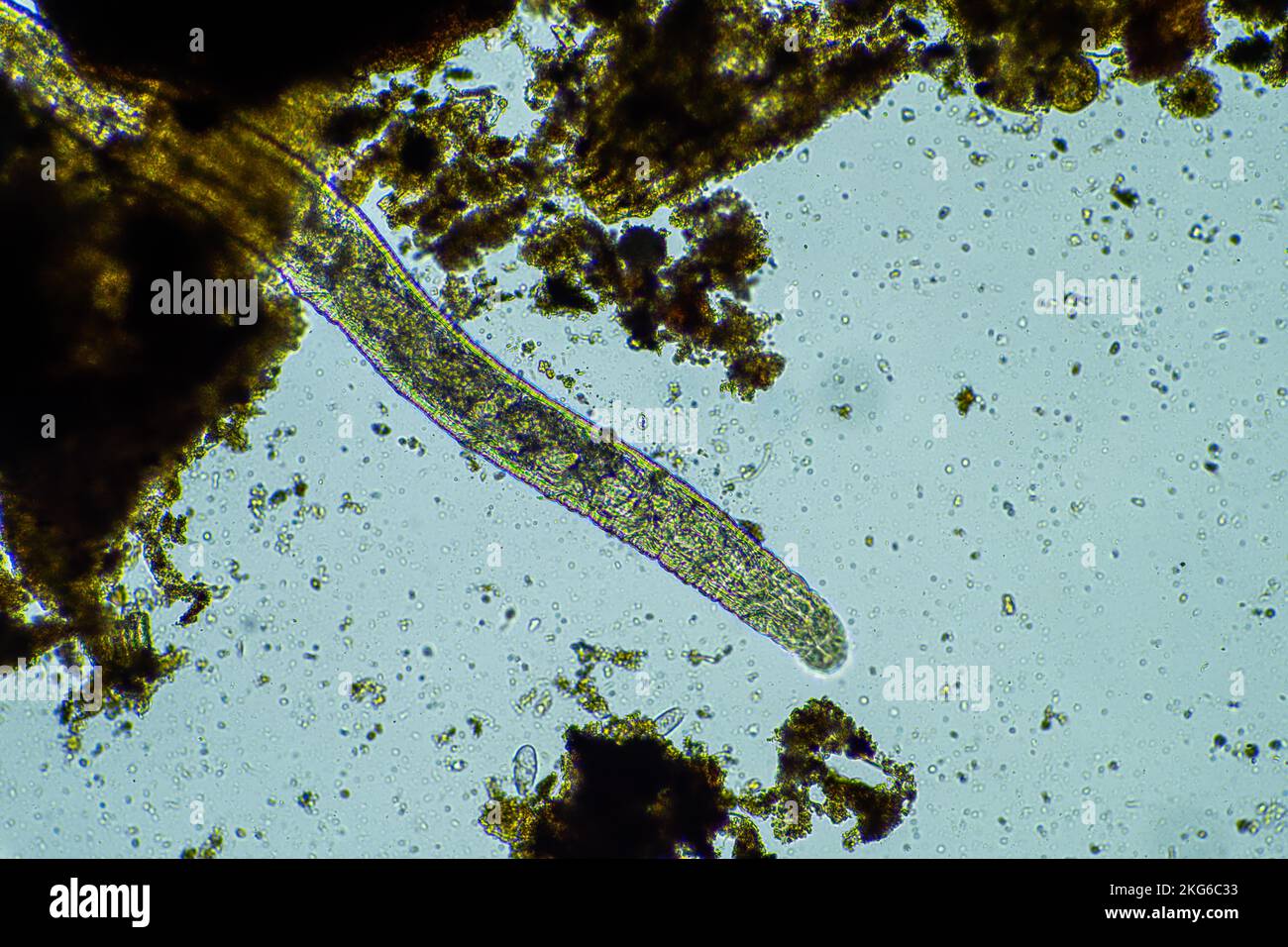 soil worms and bug in a compost pile Stock Photo - Alamy