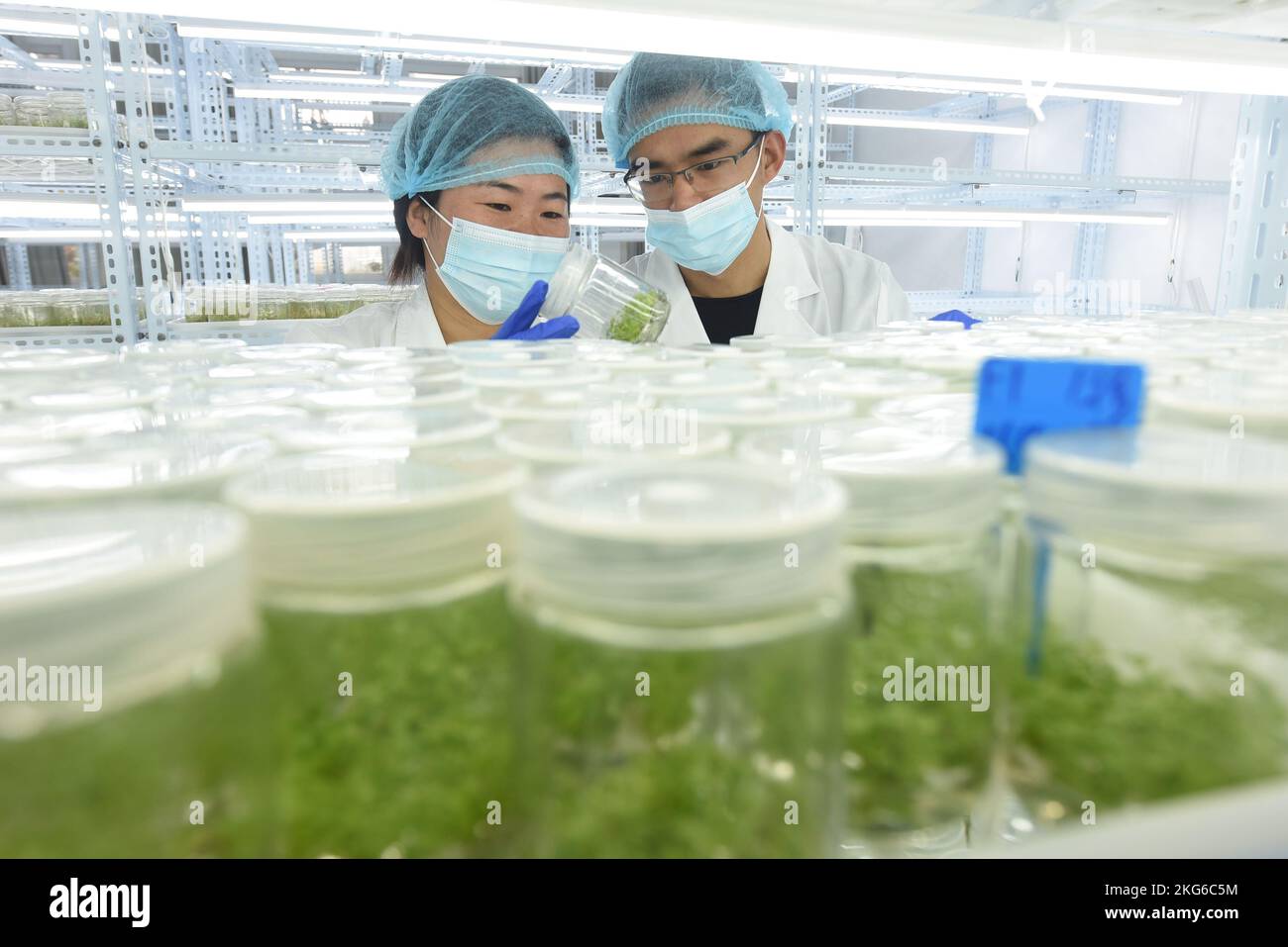 LIANYUNGANG, CHINA - NOVEMBER 22, 2022 - Scientists at the Agricultural ...