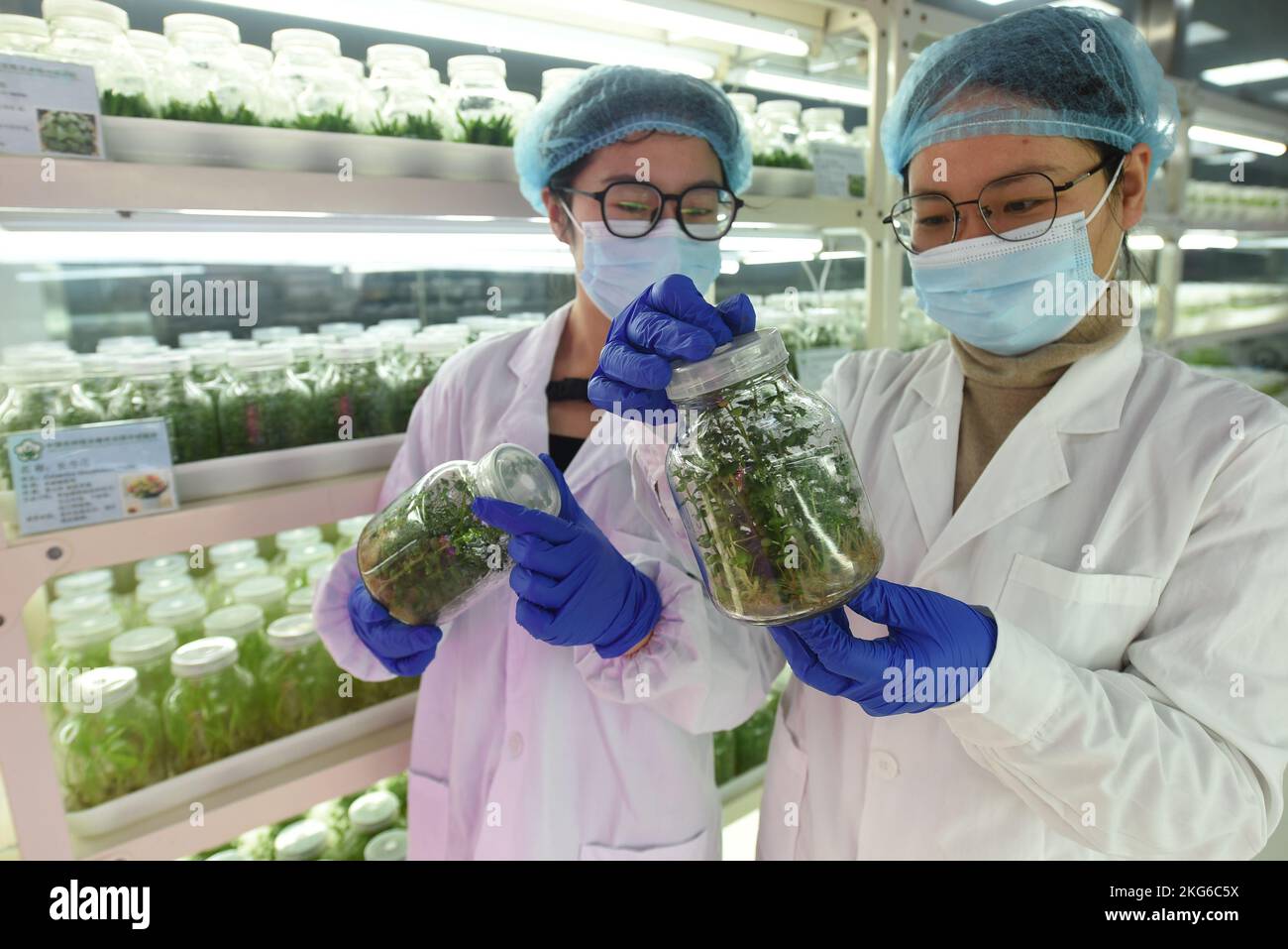 Chinese academy of agricultural sciences hi-res stock photography and ...
