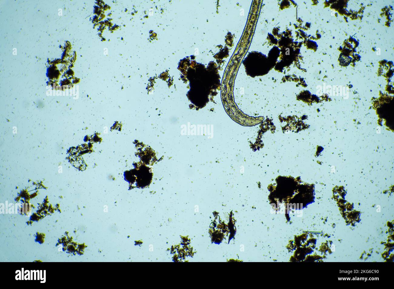 insect parasite in the soil in australia on a farm Stock Photo - Alamy