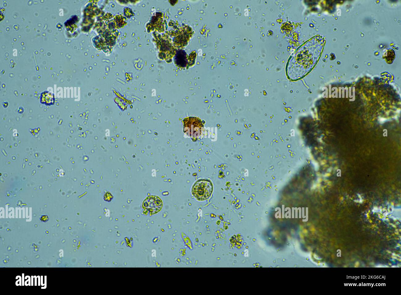 soil microbes in a compost on a farm in india in a lab Stock Photo - Alamy