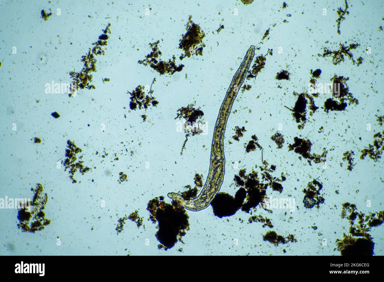 insect parasite in the soil in australia on a farm Stock Photo - Alamy