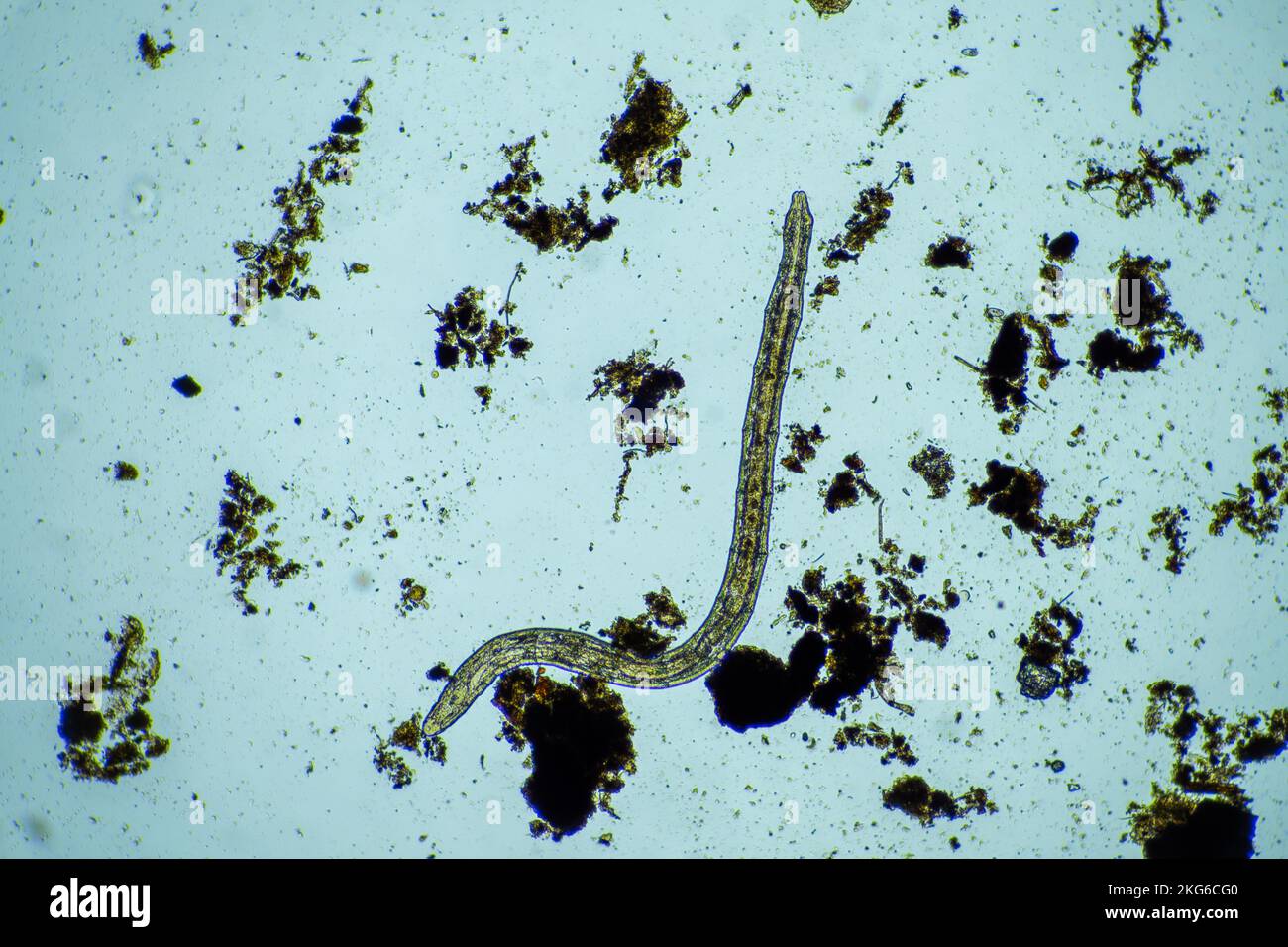 soil worms and bug in a compost pile Stock Photo - Alamy