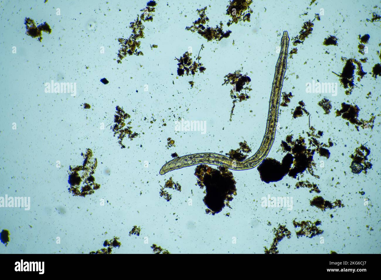 soil worms and bug in a compost pile Stock Photo - Alamy