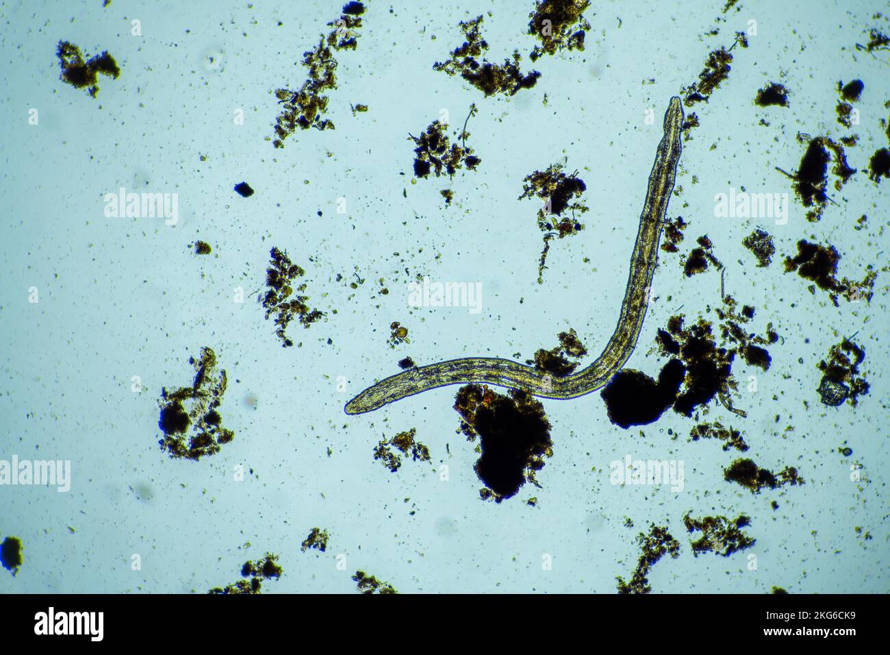 soil microbes in a compost on a farm in india in a lab Stock Photo - Alamy