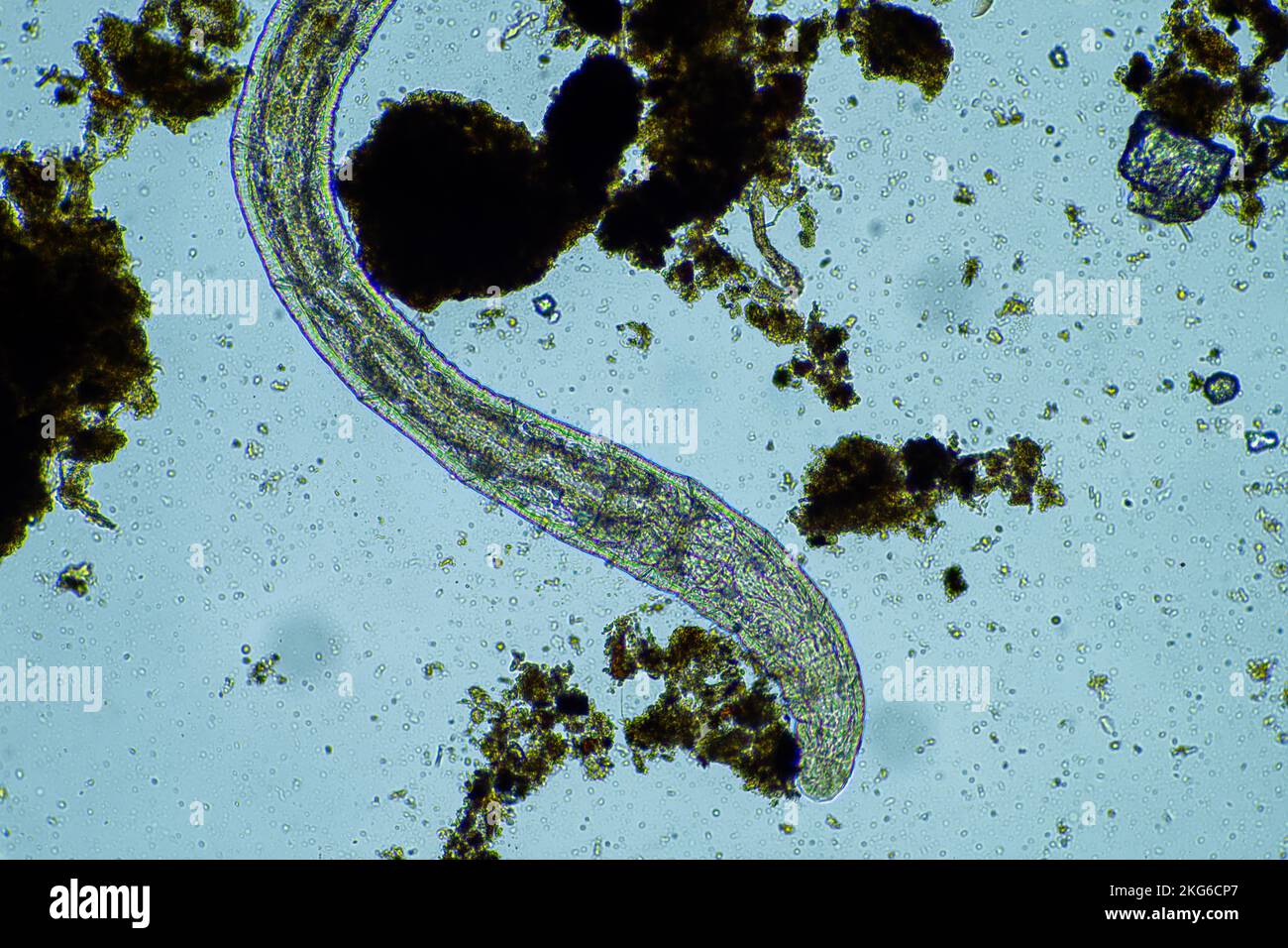 insect parasite in the soil in australia on a farm Stock Photo - Alamy